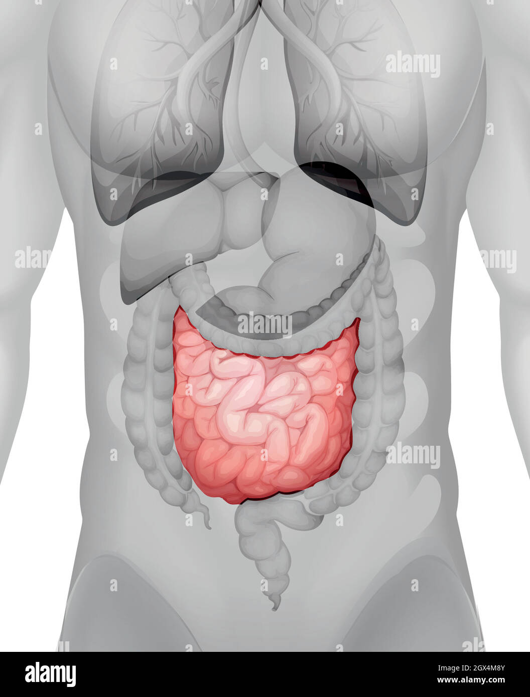 Small intestine diagram in human Stock Vector Image & Art - Alamy