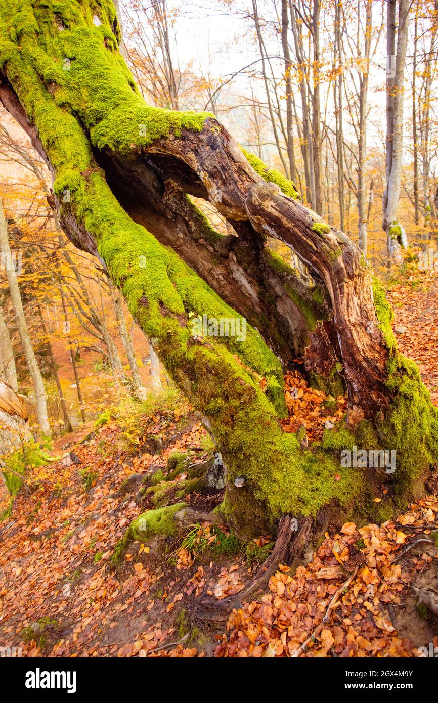 Rotten tree in autumn forest with moss and little mashrooms Stock Photo ...
