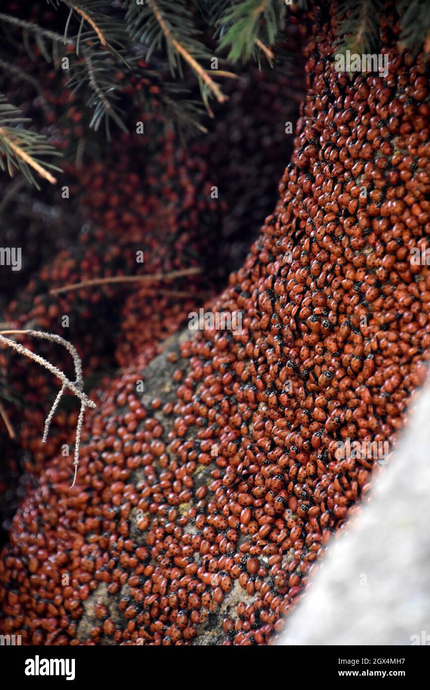 Very large infestation of lady bugs crawling across a rock Stock Photo ...