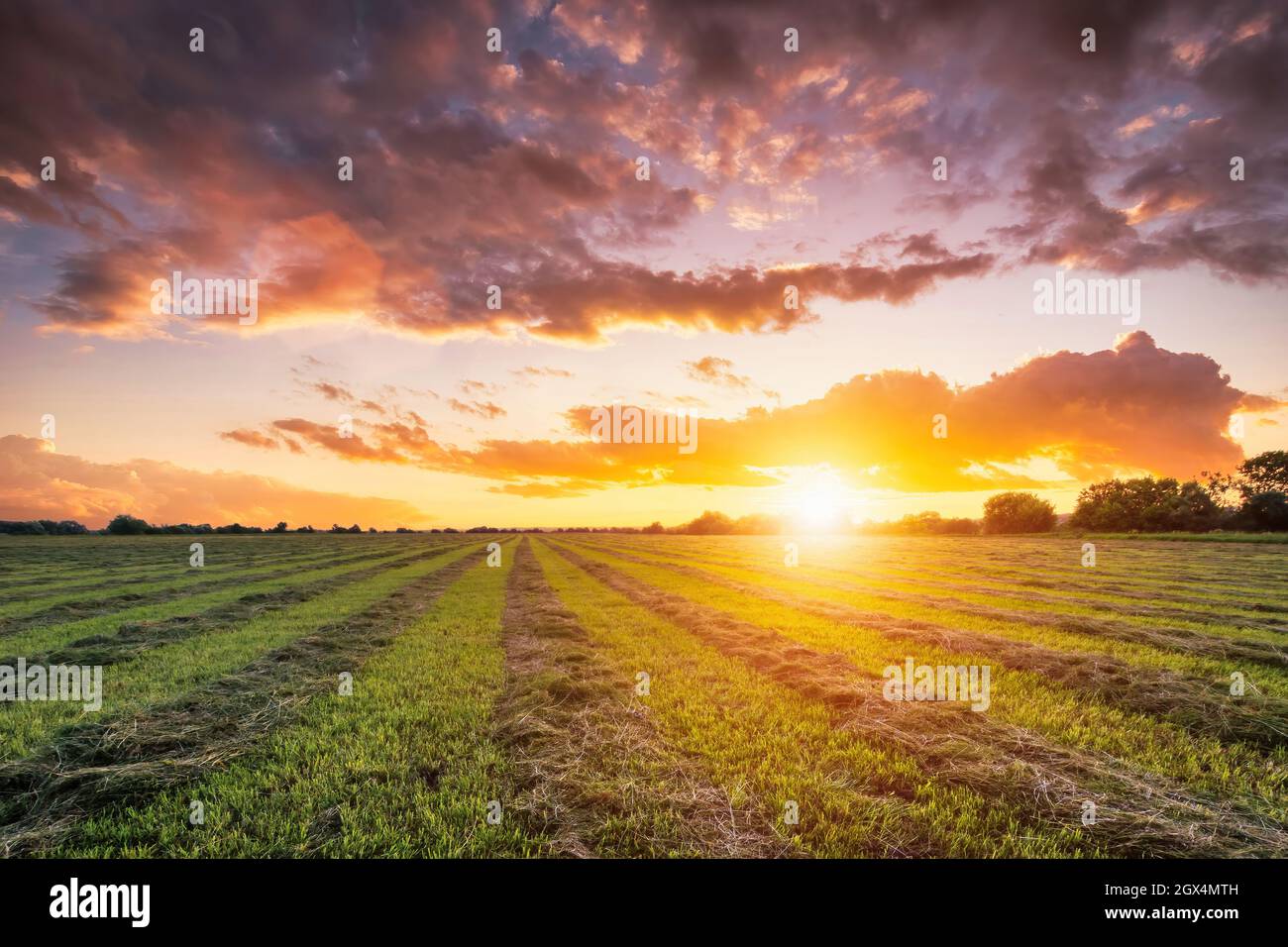 Sunset at cultivated land in the countryside on a summer evening with ...