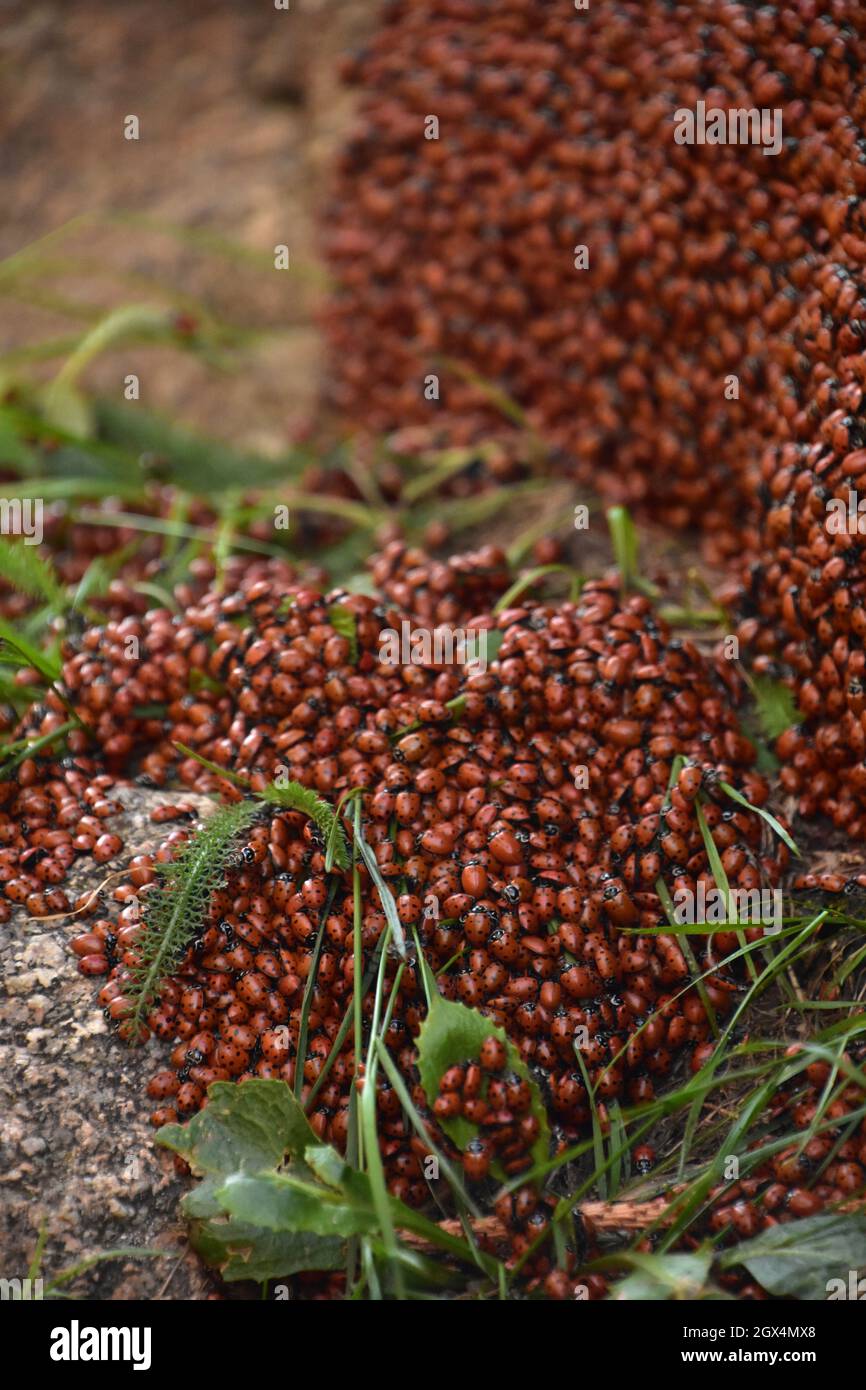 Huge infestation of lady bugs covering and crawling across a rock Stock ...