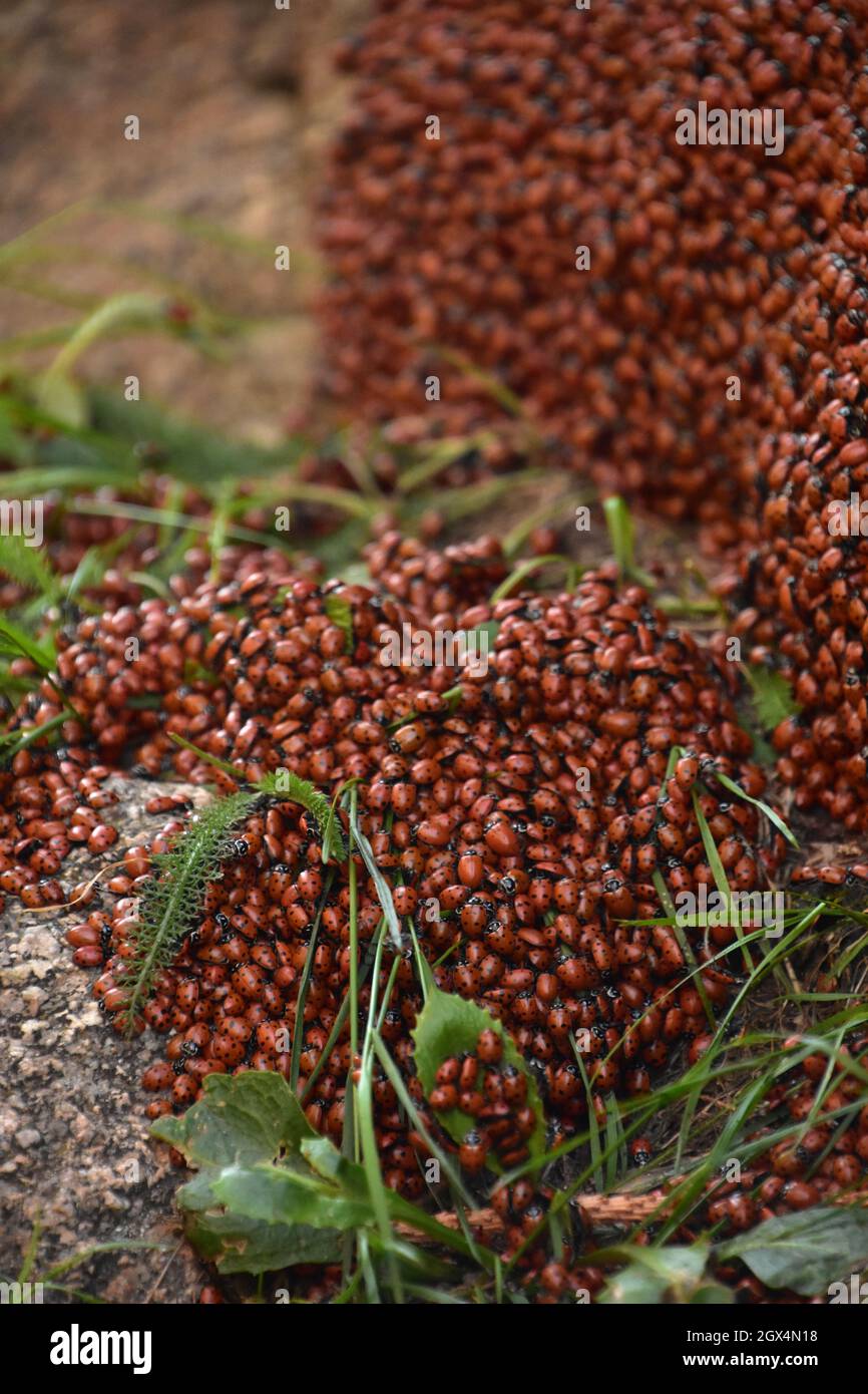 Large group of ladybugs crawling and creeping across a rock in the west ...