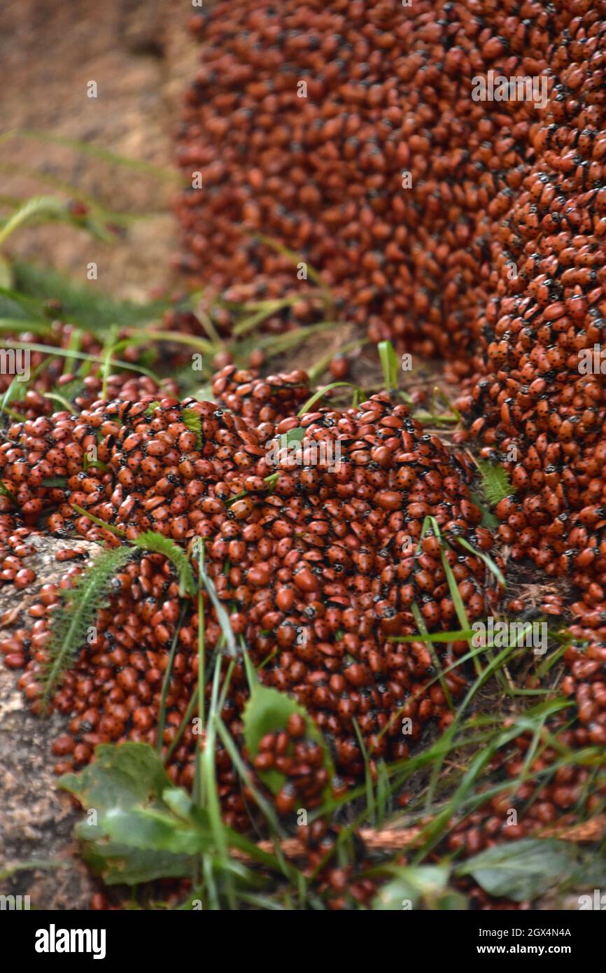 Ladybird beetles hibernating hi-res stock photography and images - Alamy