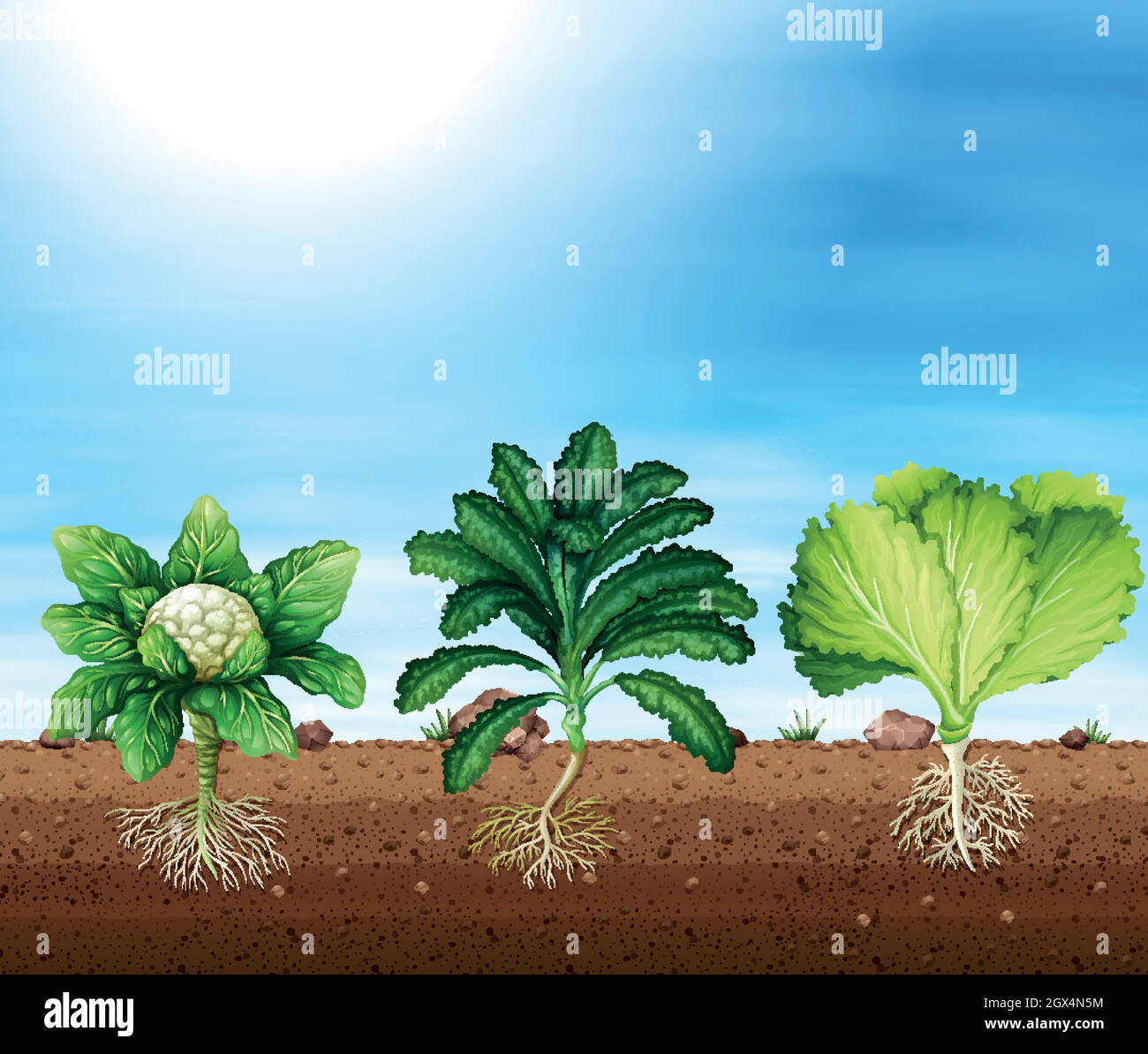 Set plants hi-res stock photography and images - Alamy