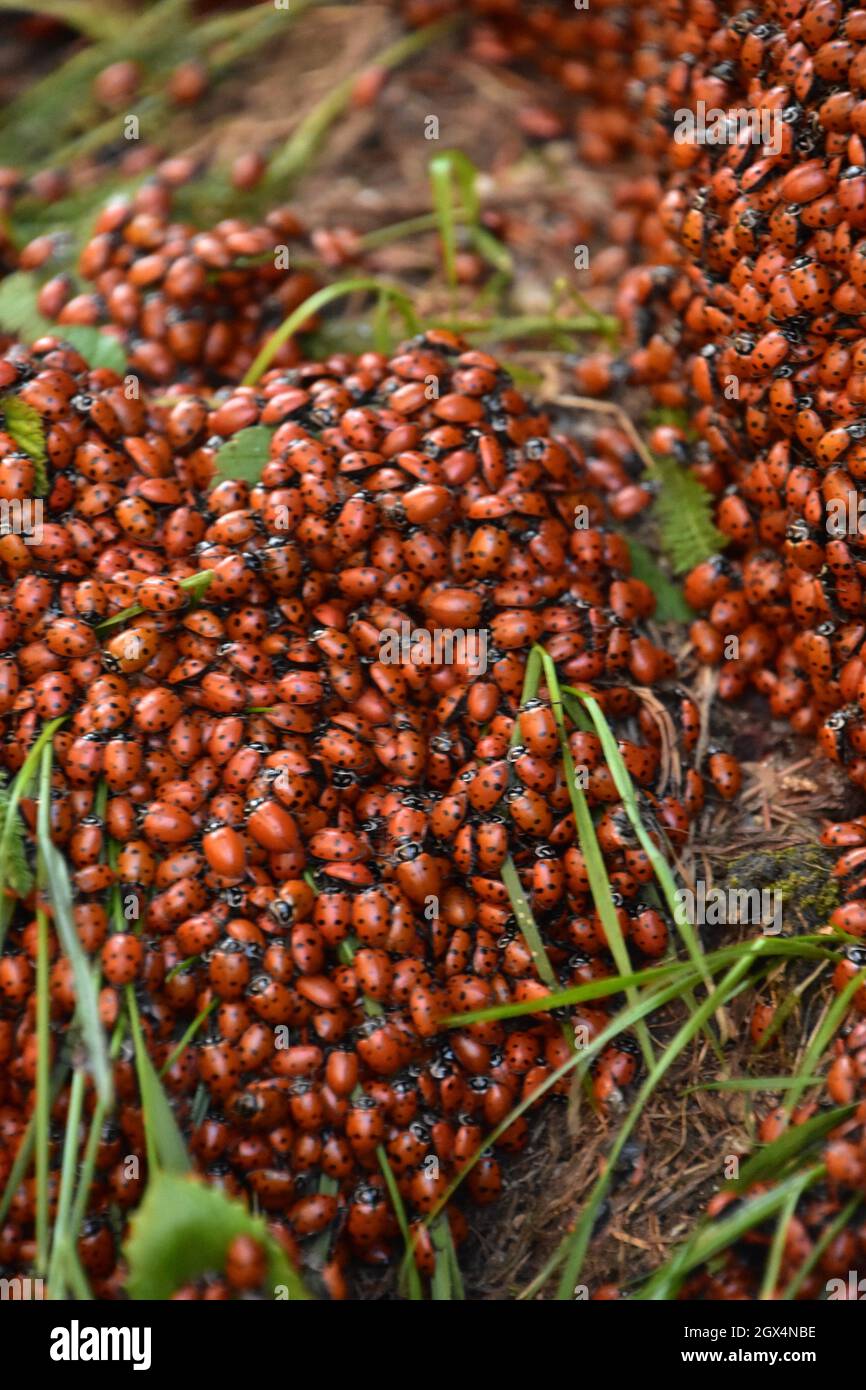Large infestation of lady bugs creeping in the wild in the summer Stock ...
