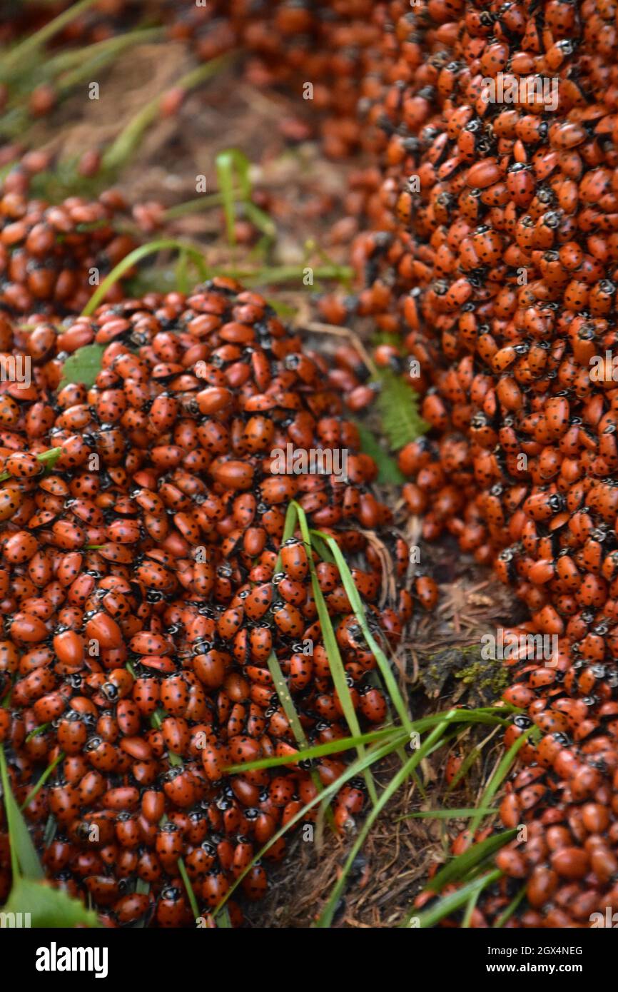 Huge gathered colony of ladybugs creeping and crawling in the summer ...