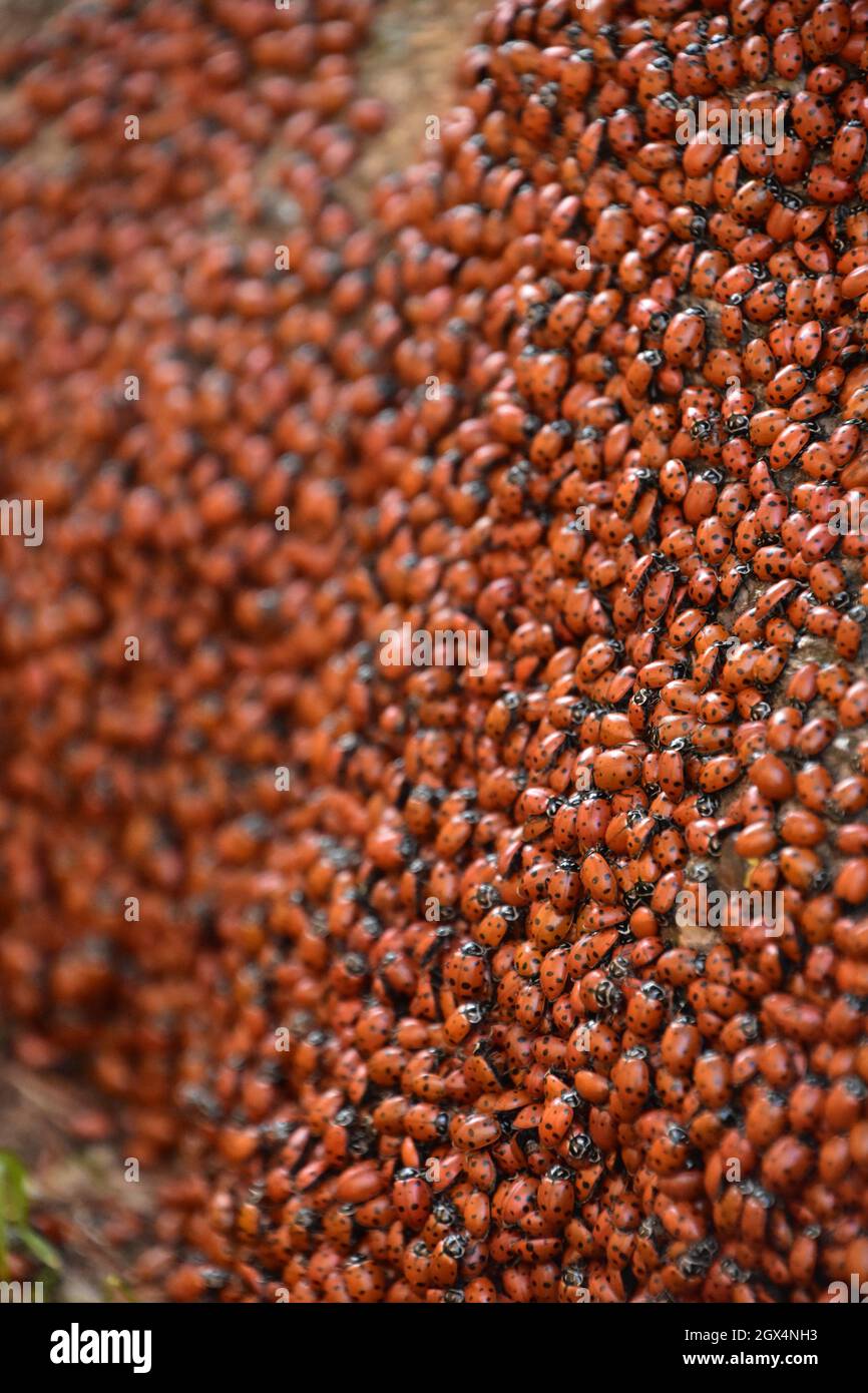 Cluster of a thousands of lady bugs in a big pile in the west Stock ...