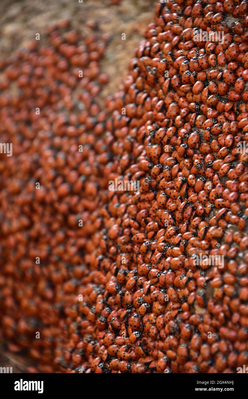 Thousands of lady bugs crawling on a rock in a large pile Stock Photo ...