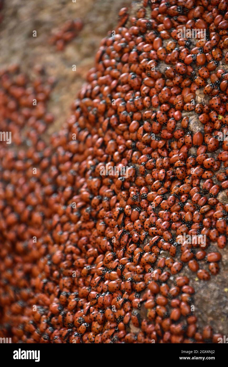 Very large swarm of lady bugs crawling on a large rock in the west ...