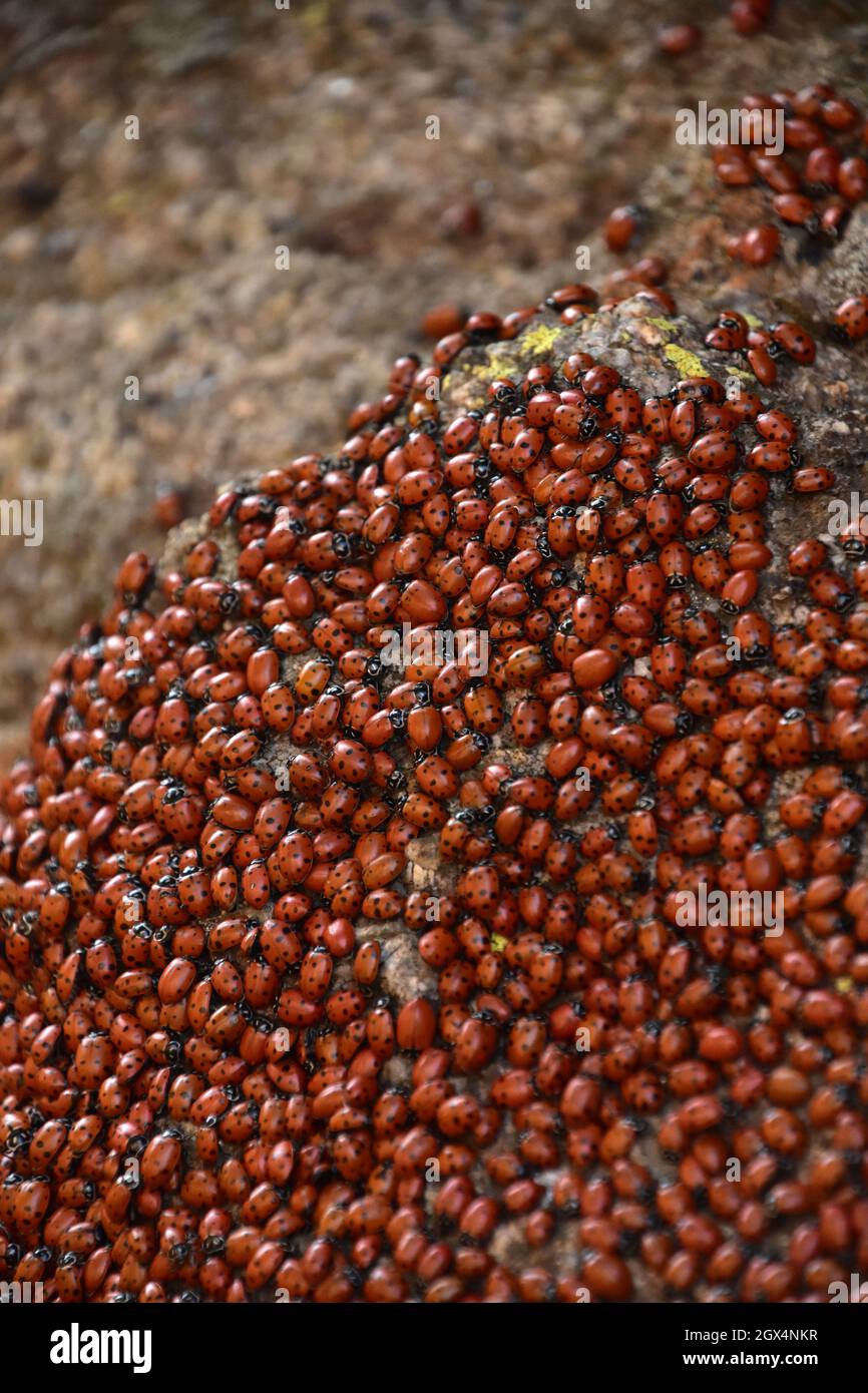 Large colony of lady bugs creeping across a large rock in the west ...