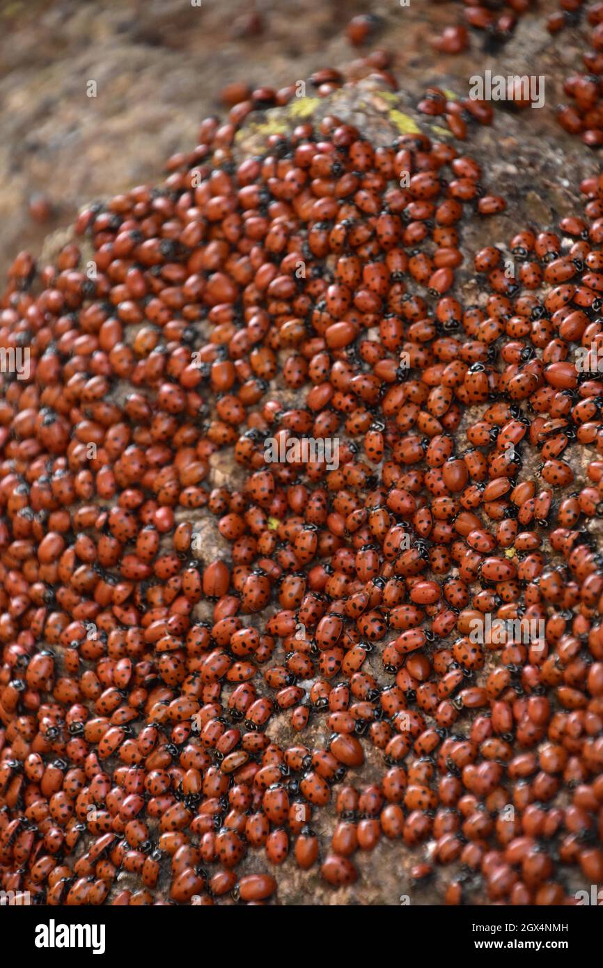 Huge group of lady bugs crawling on a rock in the summer time Stock ...