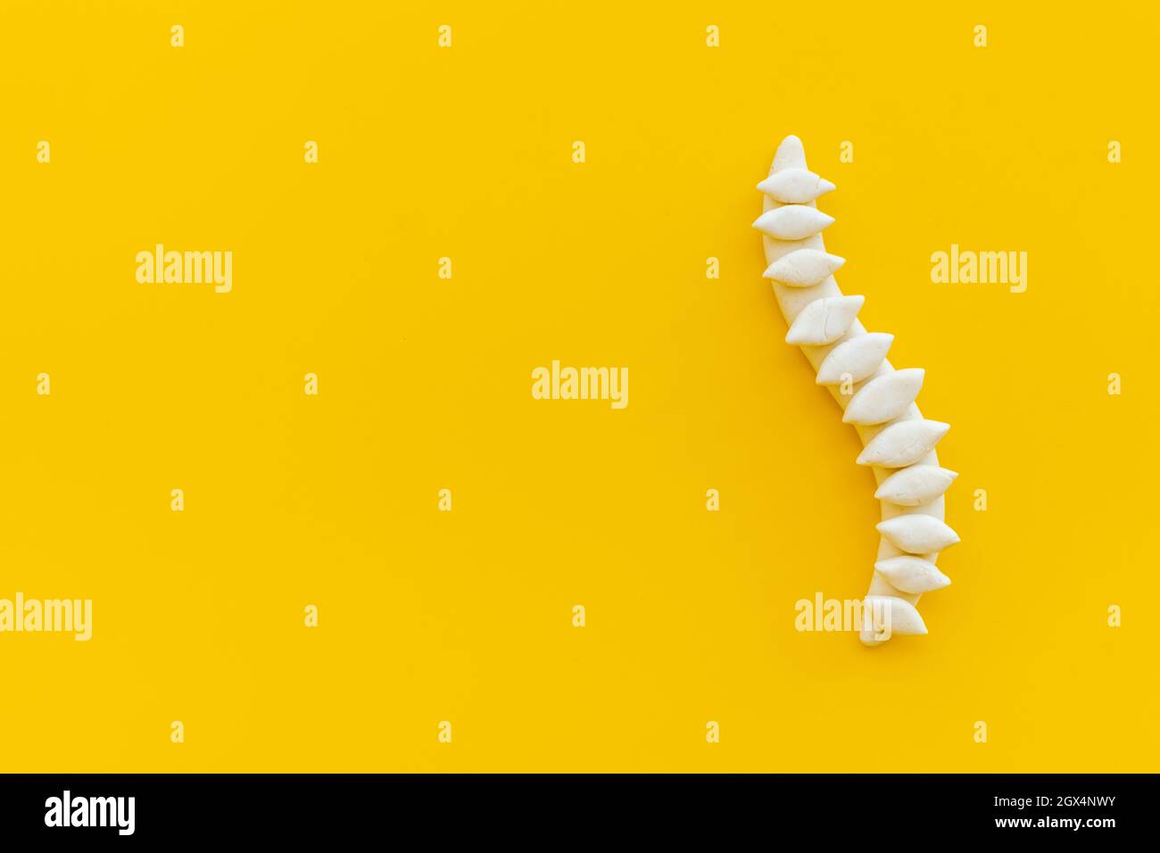 Healthy human spinal column skeleton model. Top view Stock Photo - Alamy