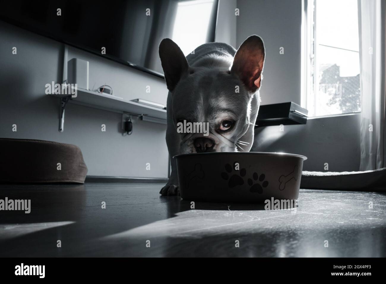 Cute white bulldog eating in a living room Stock Photo - Alamy