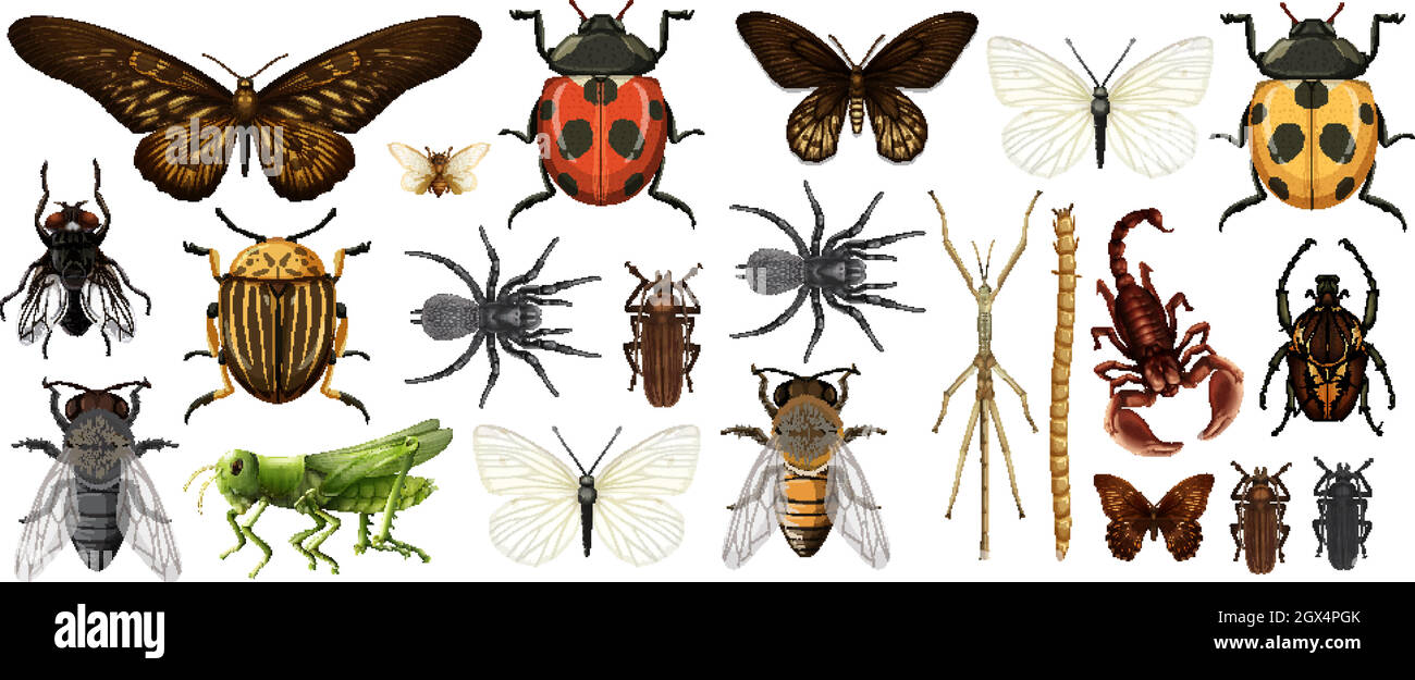 Different insects collection isolated on white background Stock Vector ...