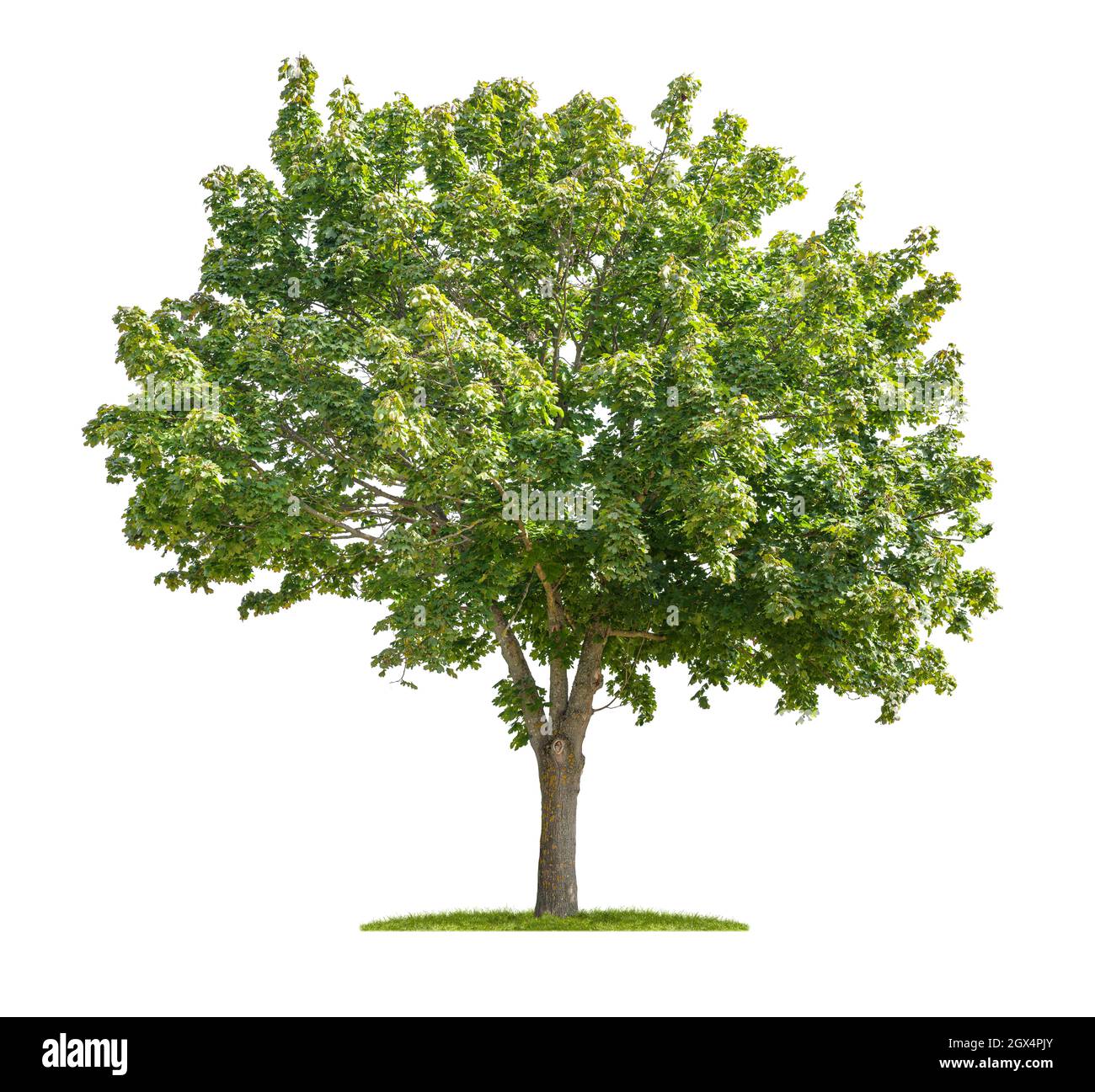 Isolated maple tree on a white background Stock Photo - Alamy