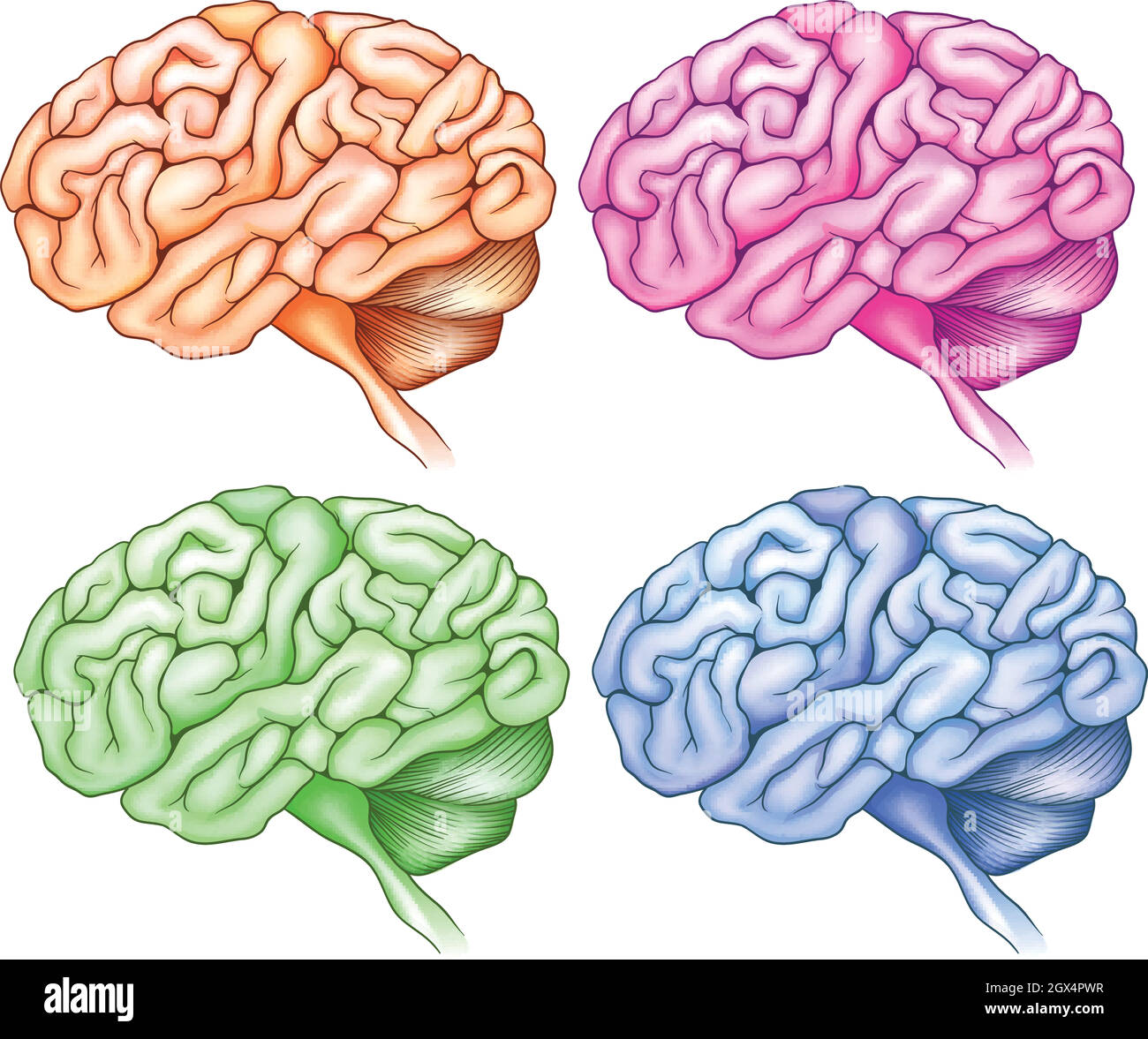 Brains anatomy hi-res stock photography and images - Alamy