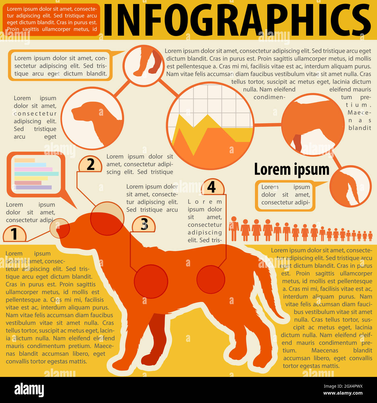 An infographics of a dog Stock Vector Image & Art - Alamy