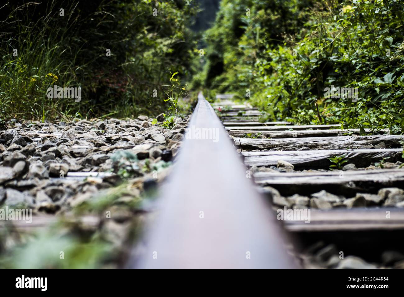 Railroad line surrounded by green vegetation Stock Photo - Alamy