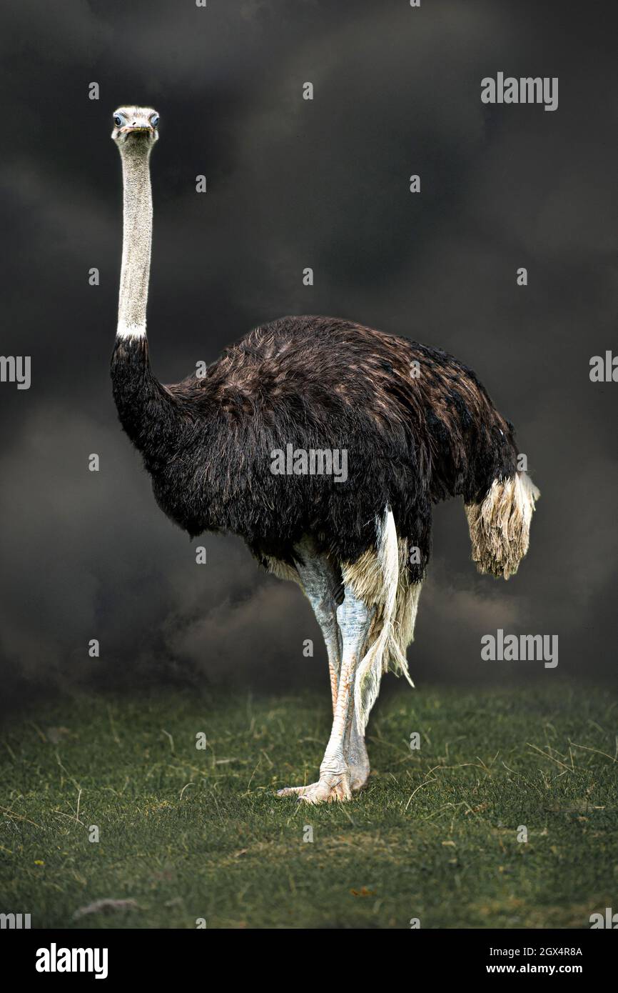 Photograph of common ostrich hi-res stock photography and images - Alamy