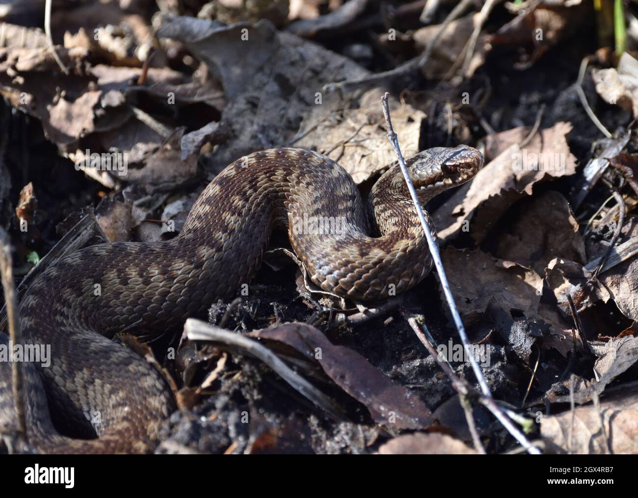 viper in early spring in the forest Stock Photo - Alamy