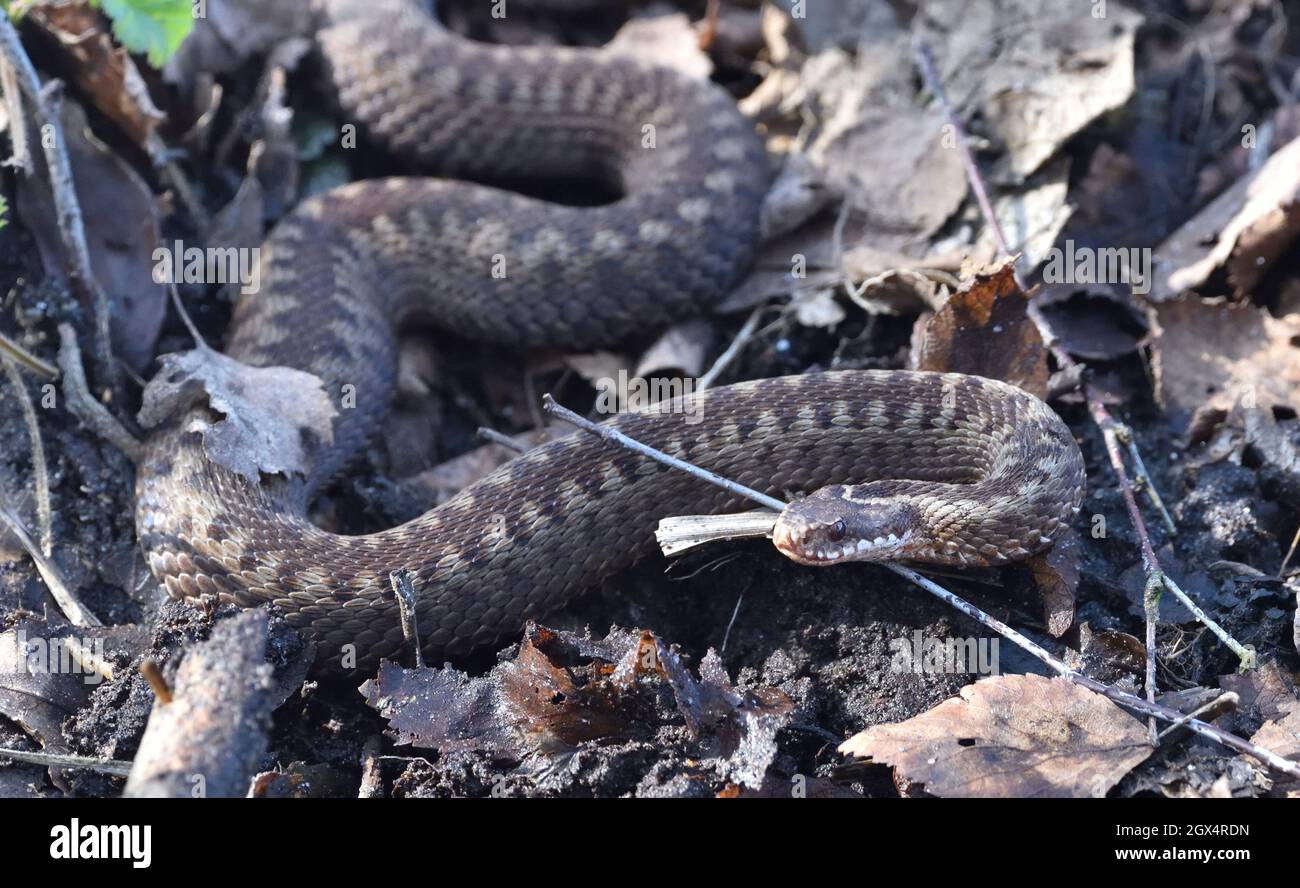 viper in early spring in the forest Stock Photo - Alamy