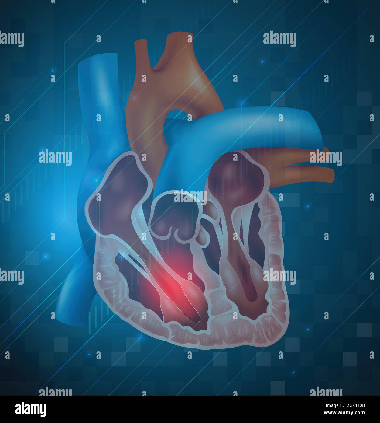 Human heart cross section Stock Vector Images - Alamy