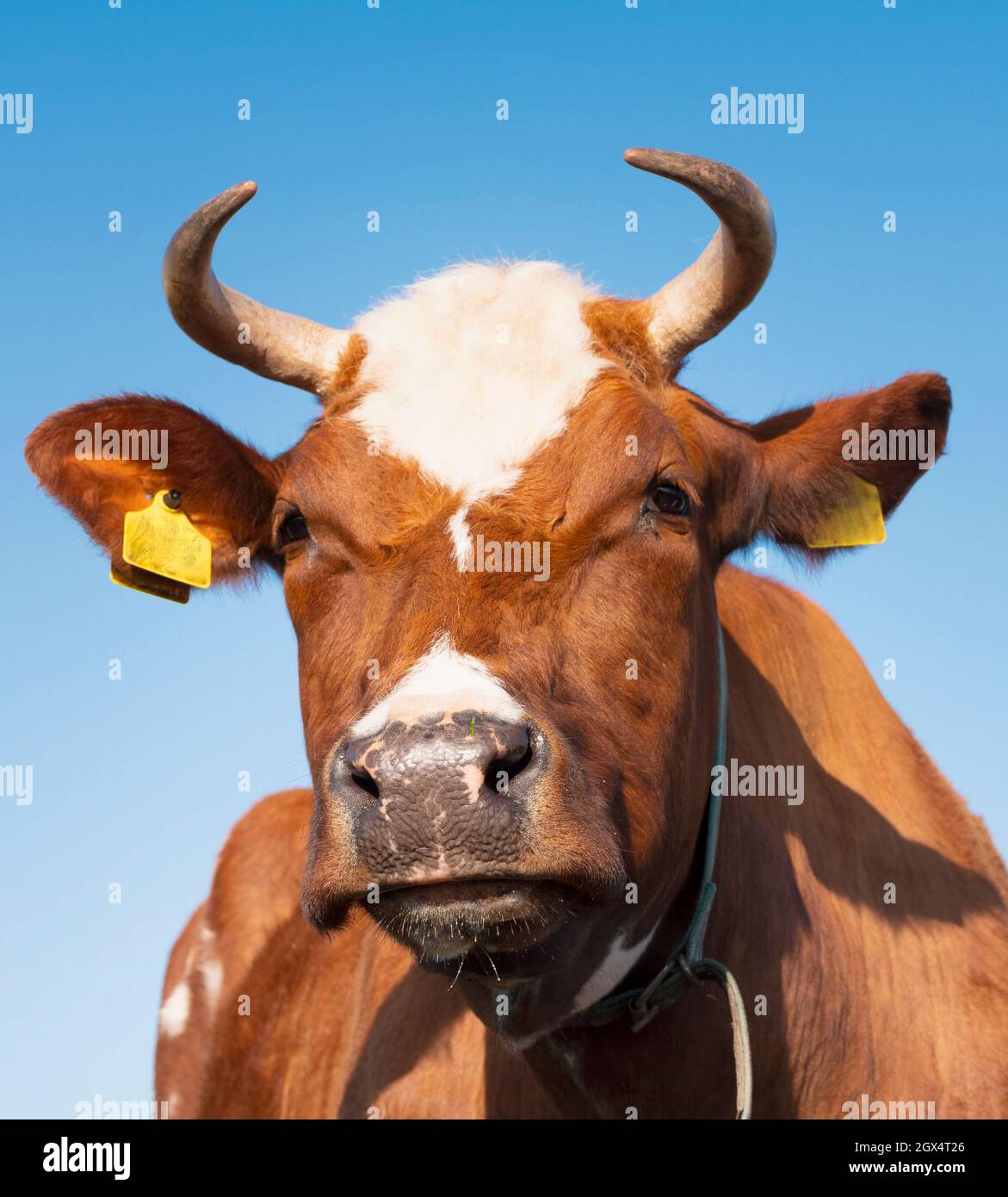 spotted red brown cow and calf in meadow under blue sky Stock Photo - Alamy