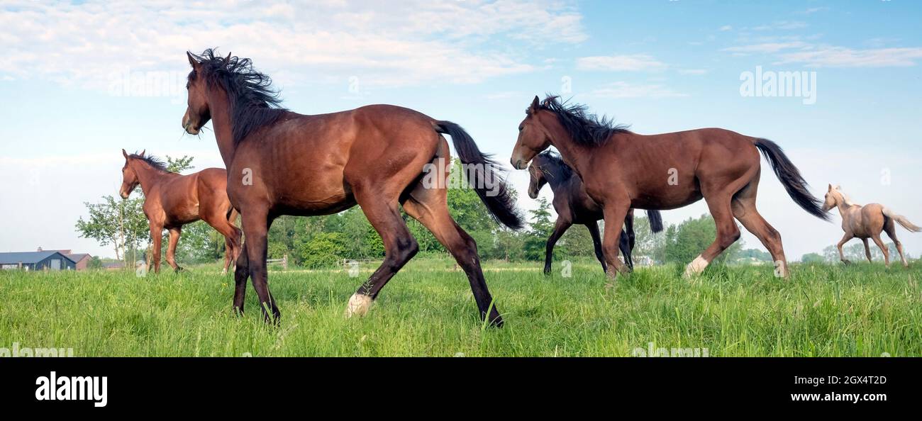 five young horses run in fresh green grass of meadow near utrecht in ...