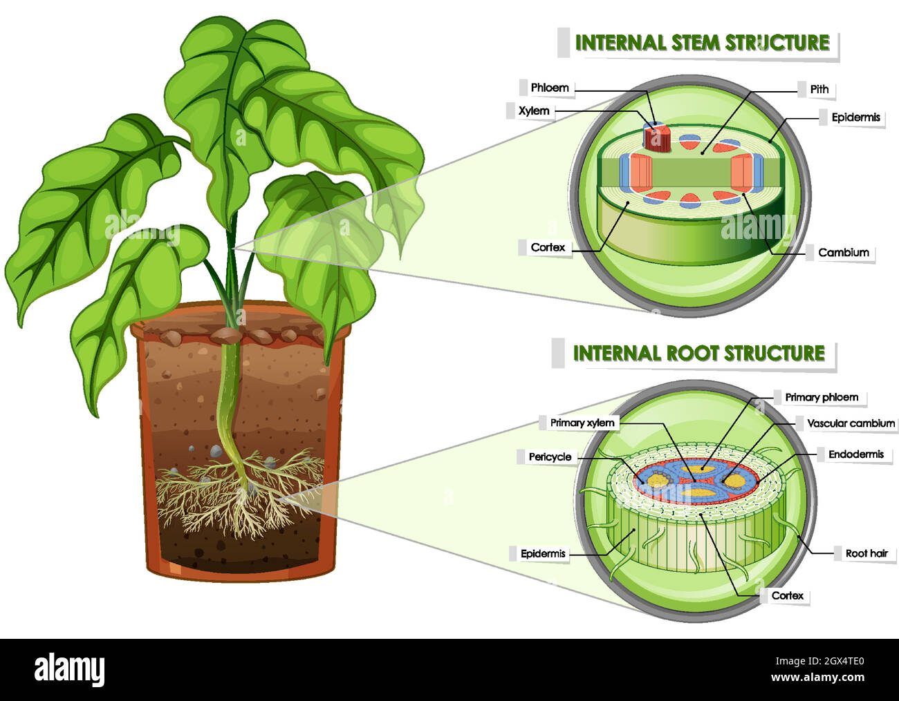 Diagram showing stem and root structure Stock Vector Image & Art - Alamy