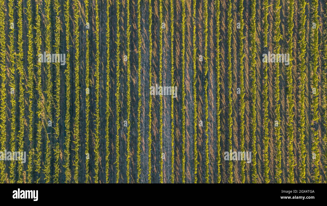 Aerial view of lins leading through the grapevine field with fresh ...