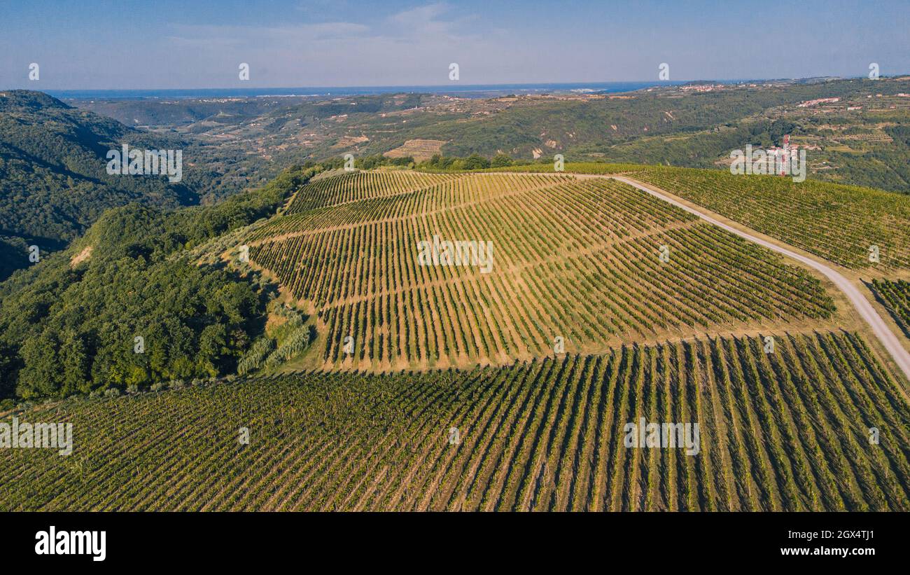 Aerial view of Tractor path leading through the grapevine field with ...