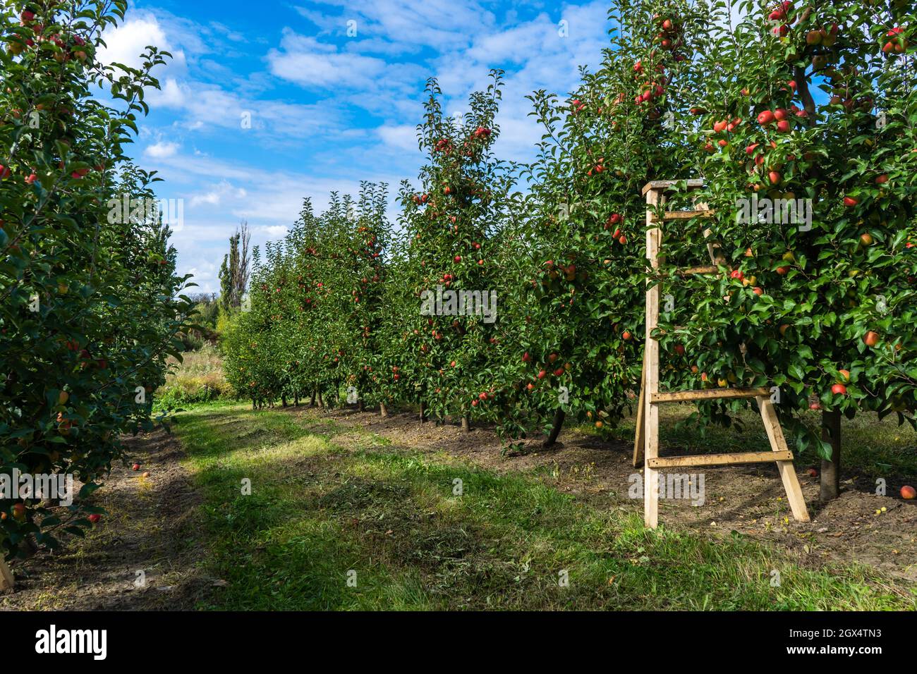 Shiny delicious apples hanging from a tree branch in an apple orchard ...