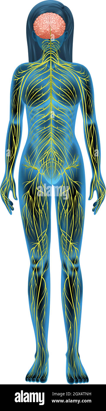 Human nervous system Stock Vector Image & Art - Alamy