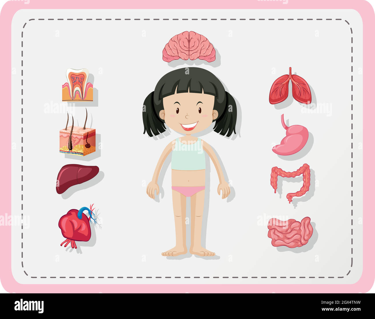 Diagram showing human parts of girl Stock Vector Image & Art - Alamy