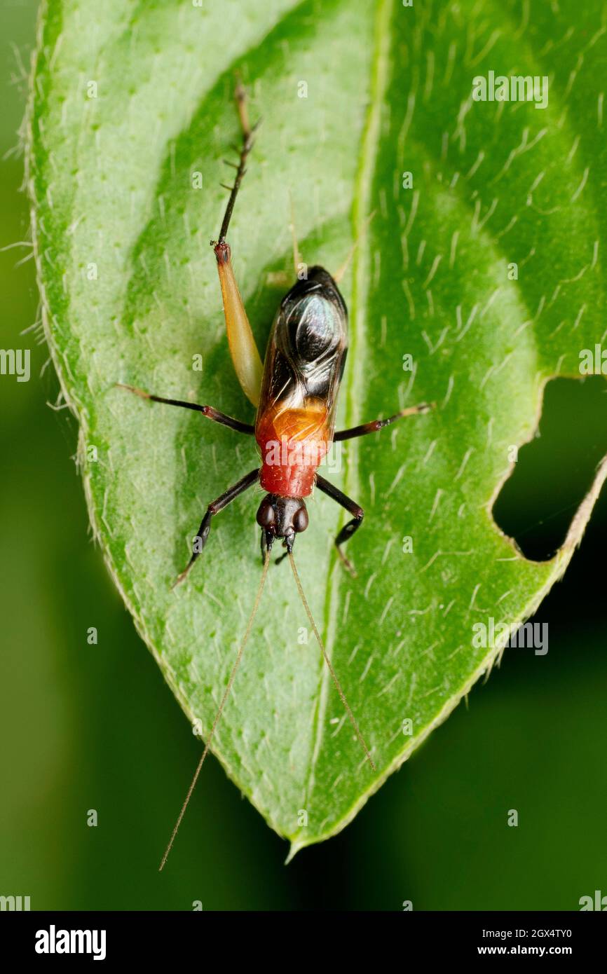 Dorsal of Red headed Bush cricket, Phyllopalpus pulchellus, Satara ...
