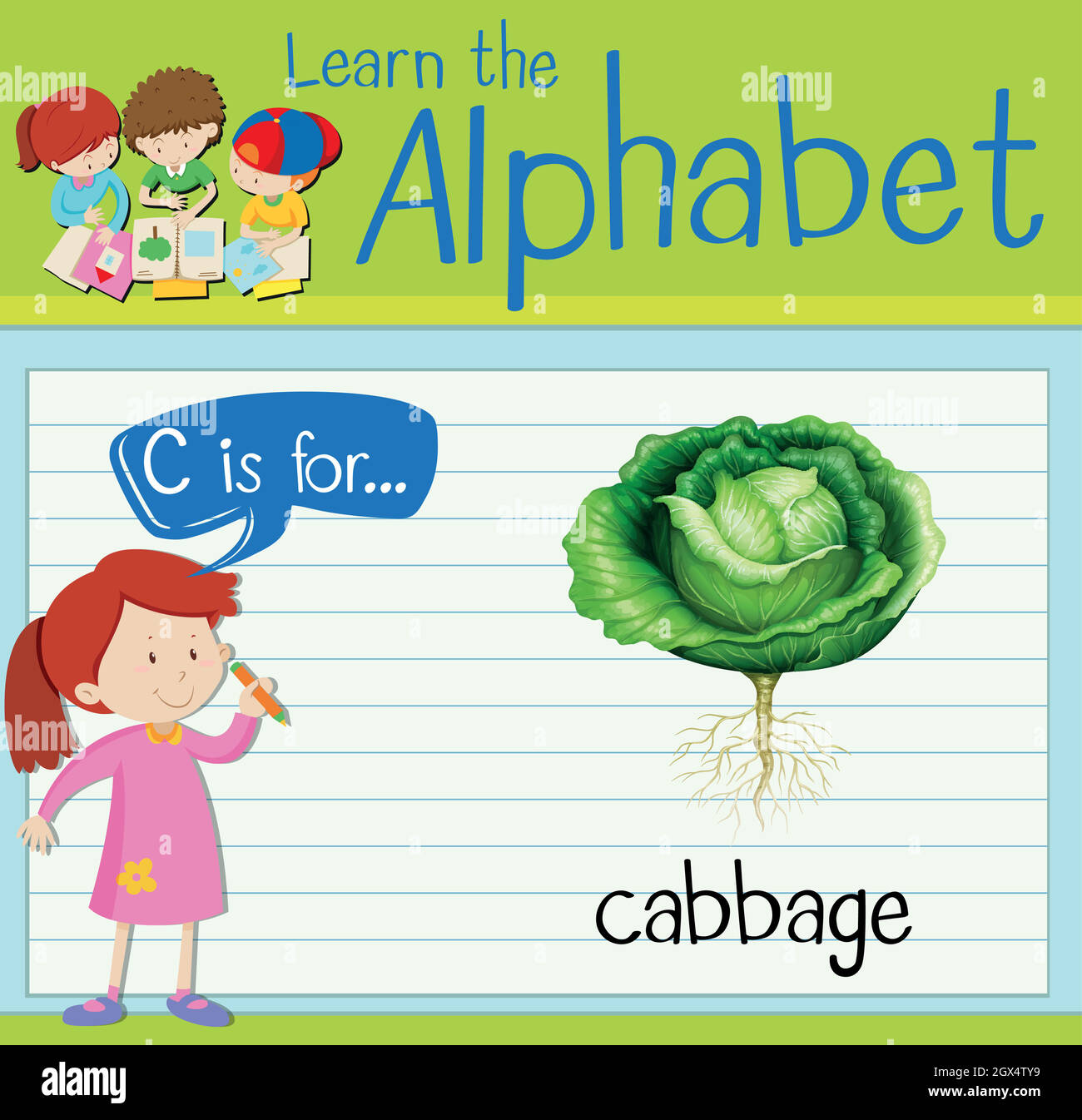 Flashcard letter C is for cabbage Stock Vector Image & Art - Alamy