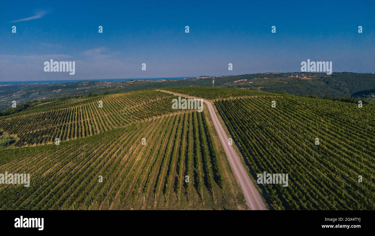 Aerial view of Tractor path leading through the grapevine field with ...