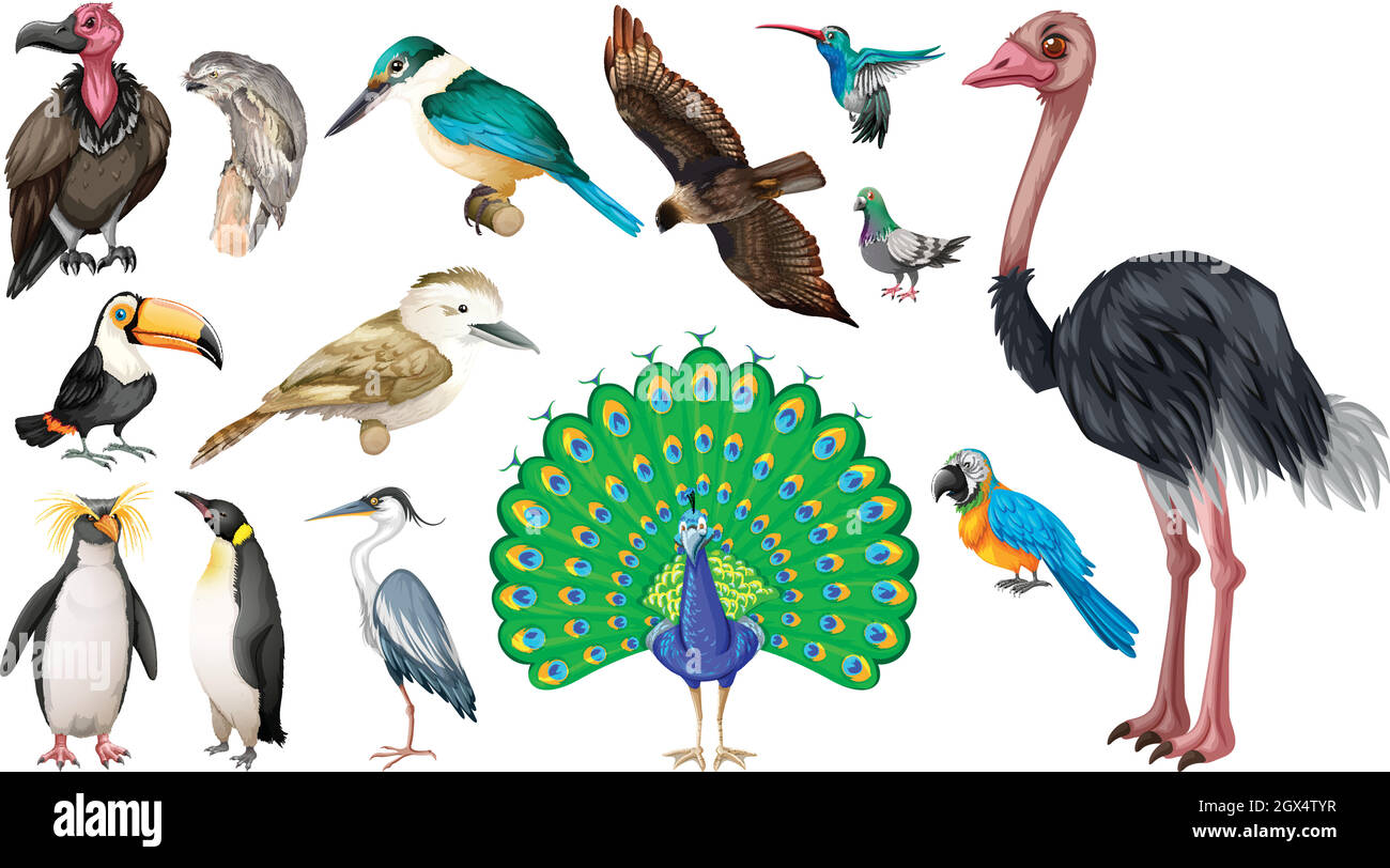 Exotic birds set Cut Out Stock Images & Pictures - Alamy