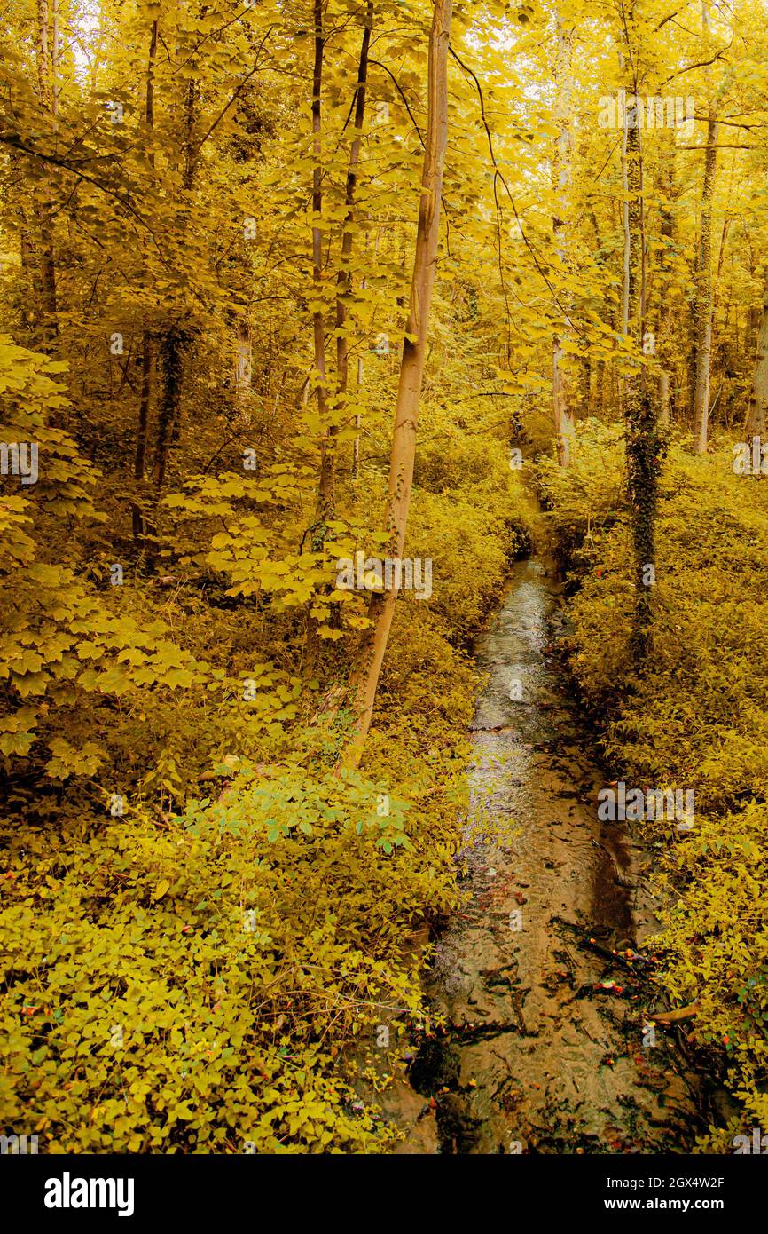yellow autumn brook Stock Photo - Alamy