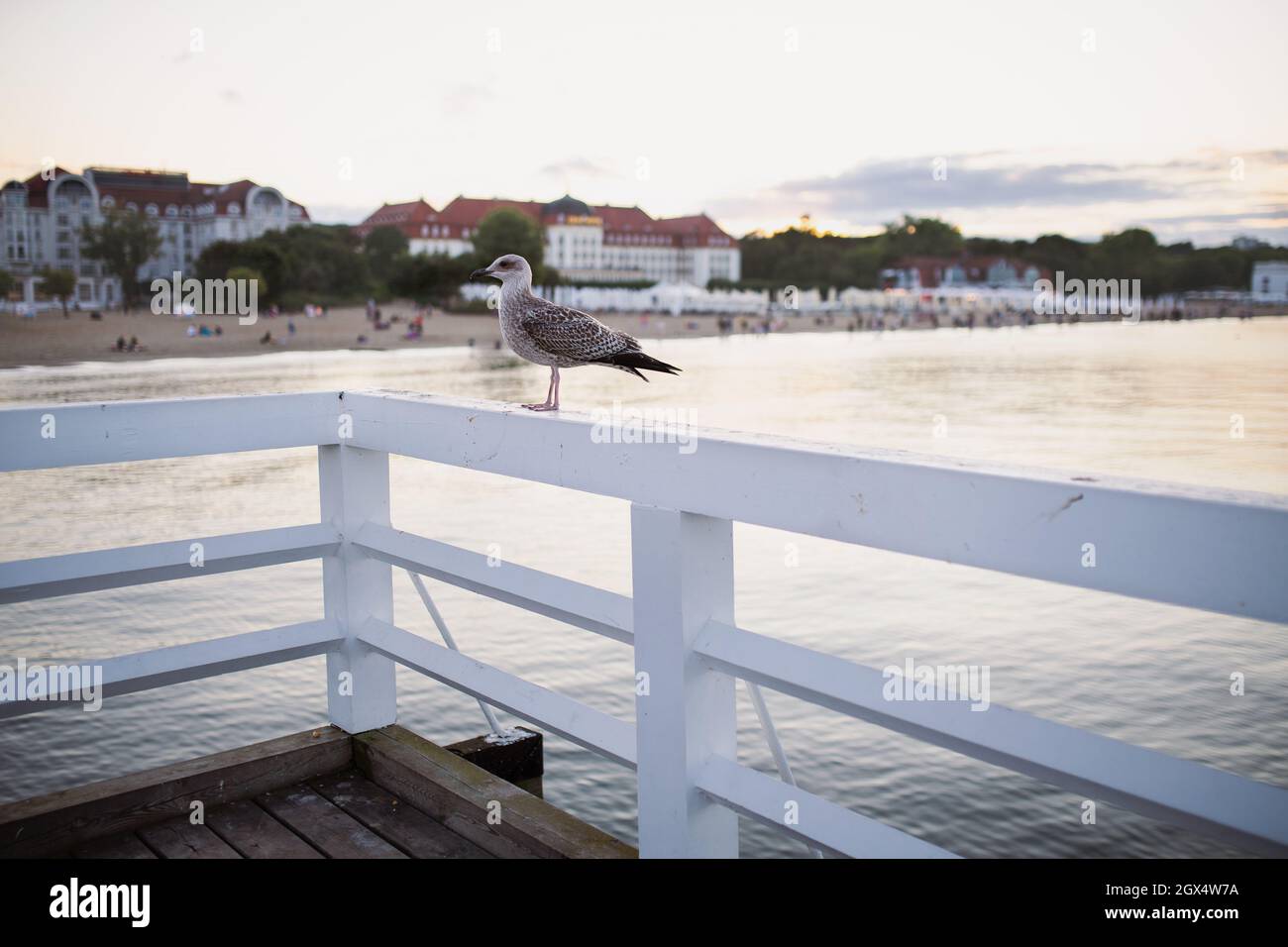 Seagull side view bird hi-res stock photography and images - Alamy