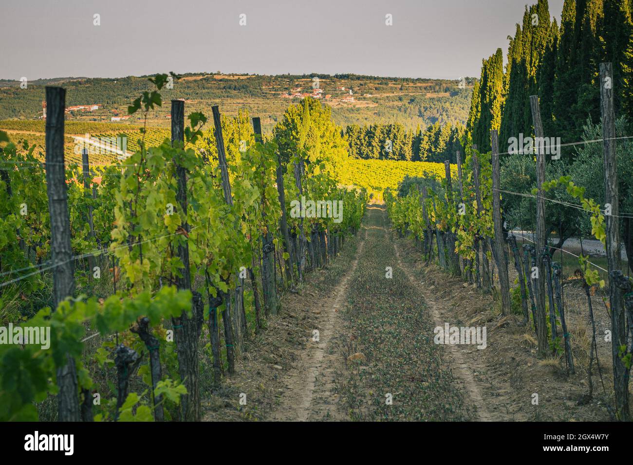 Tractor path leading through the grapevine field with fresh vines ...
