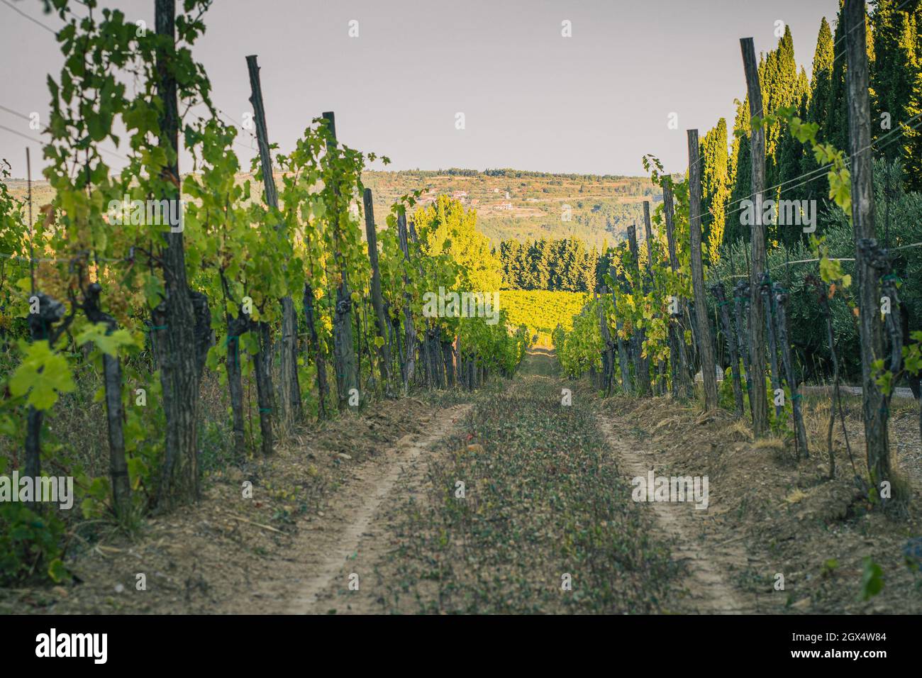 Tractor path leading through the grapevine field with fresh vines ...
