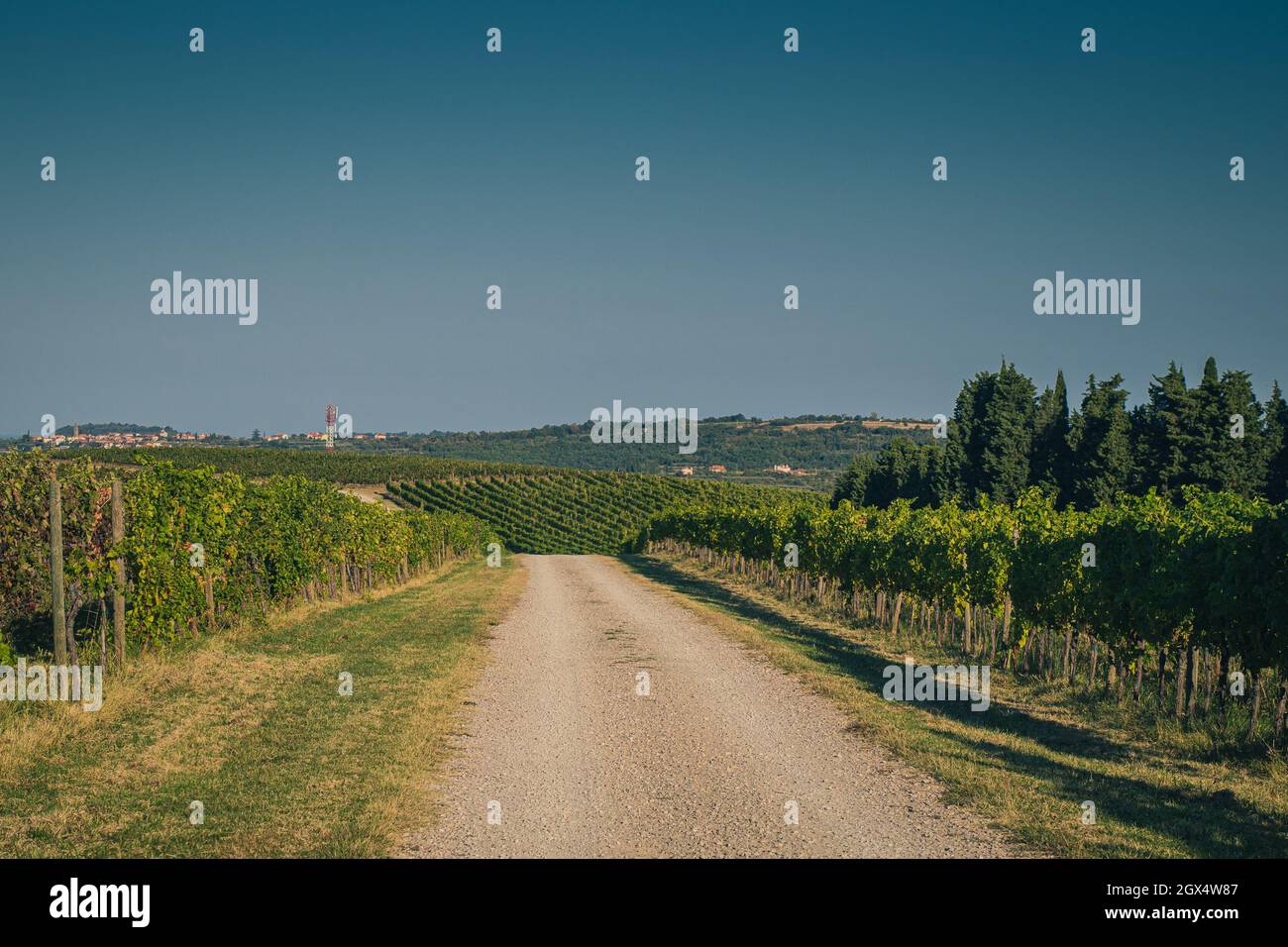 Tractor path leading through the grapevine field with fresh vines ...