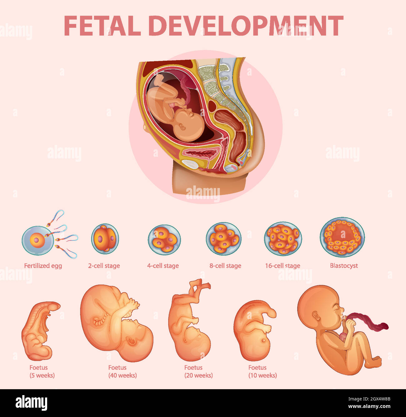 Stages human embryonic development Stock Vector Image & Art - Alamy