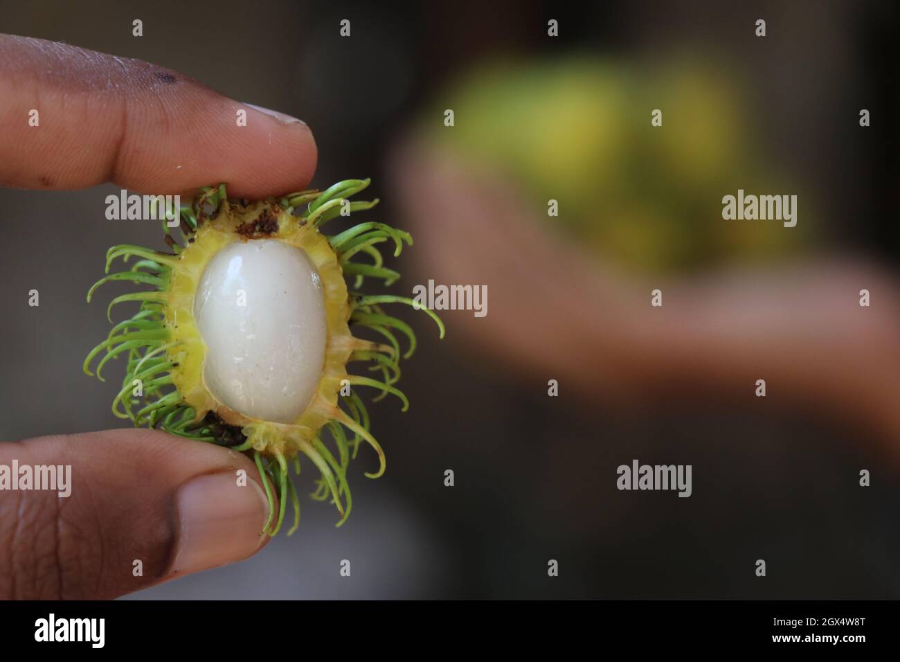 Peeled rambutan fruit held in hand, unripe Thai rambutan with an inside ...