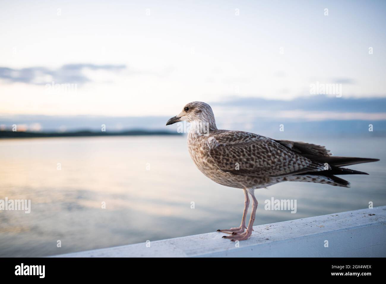 Seagull side view bird hi-res stock photography and images - Alamy