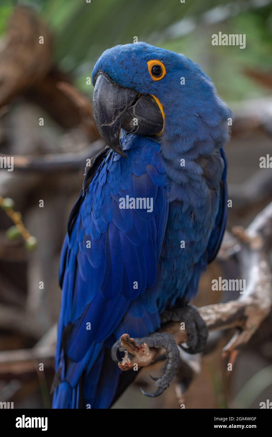 Macaw amazon rainforest brazil hi-res stock photography and images - Alamy