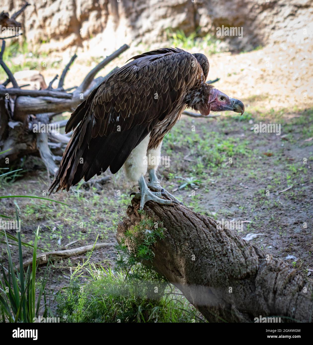 Side view of a vulture High Resolution Stock Photography and Images - Alamy