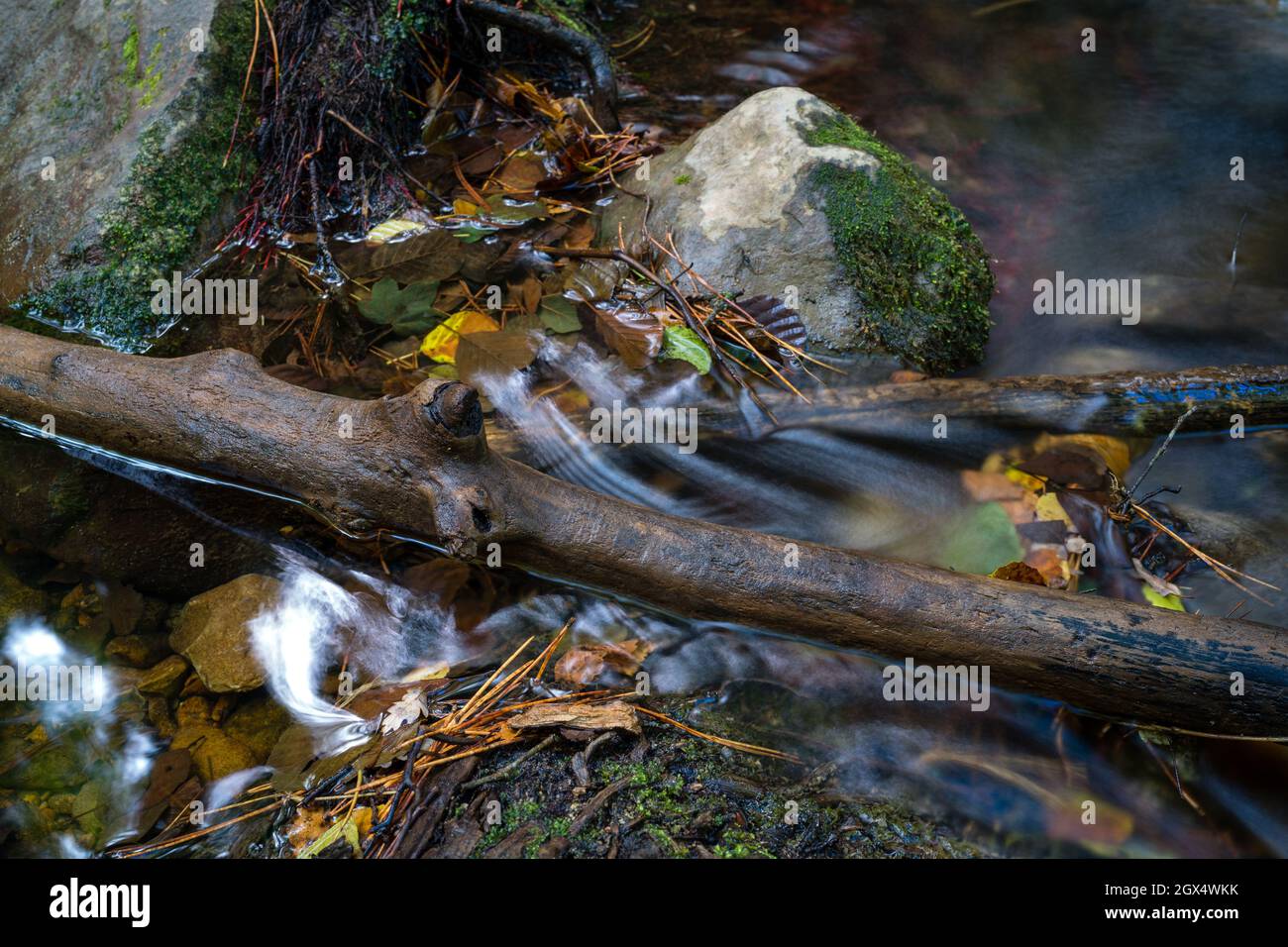 river detail with fallen branch rocks moss and autumn leaves,aiguafreda ...