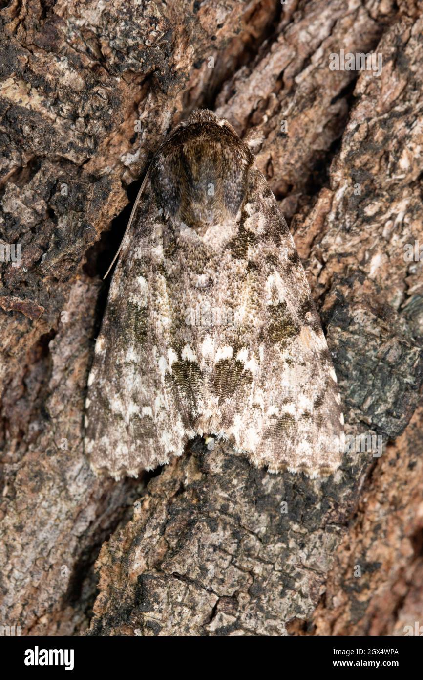 Underwing moth, Condica aroana, Bhimashankar, Maharashtra, India Stock ...
